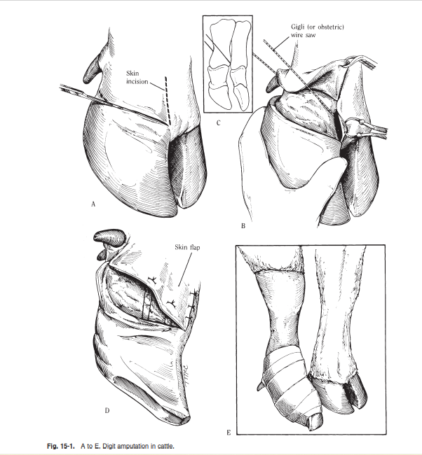 Senario 2 Septic Arthritis
