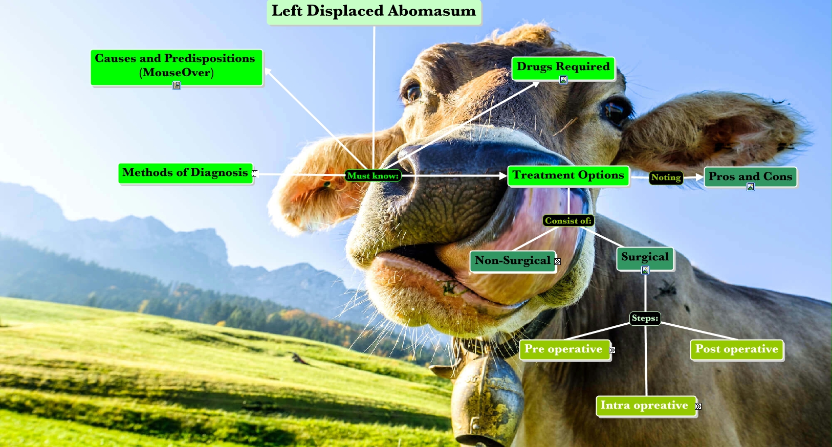 Case 2 - Left Displaced Abomasum