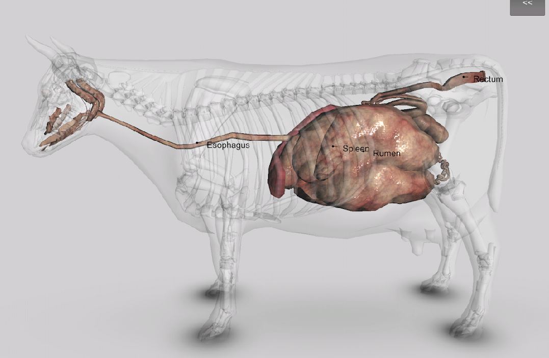 GROUP E LAB 7 (ABOMASAL SURGERY)