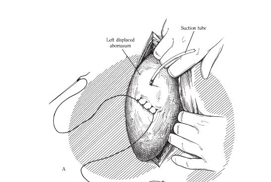 Case 2 - Left Displaced Abomasum