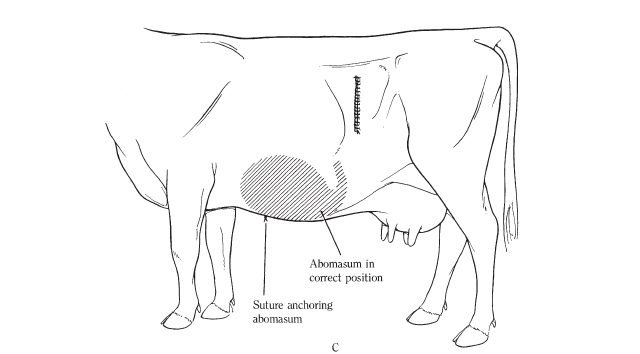 Case 2 - Left Displaced Abomasum