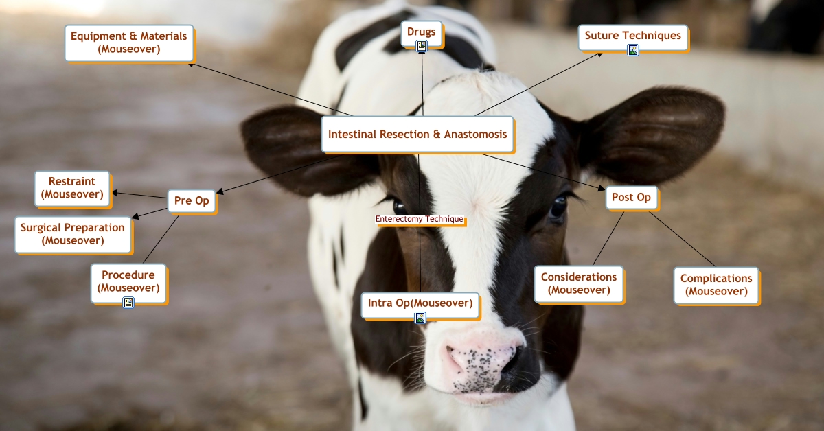 Resection & Anastomoses in a Calf
