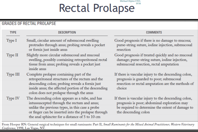 Swine Rectal Prolapse