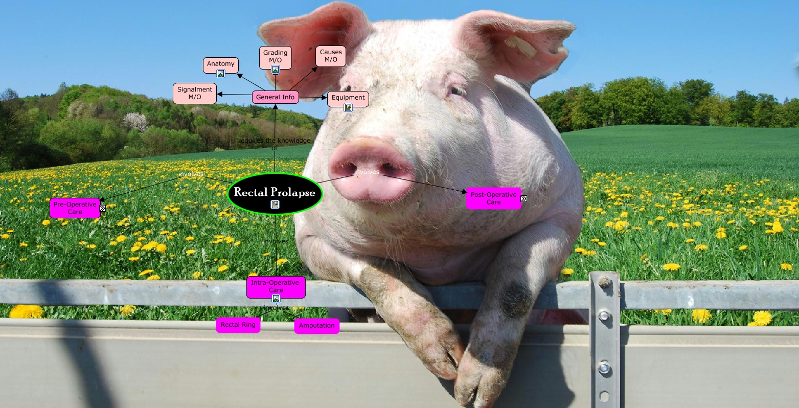 Case 1 Rectal Prolapse