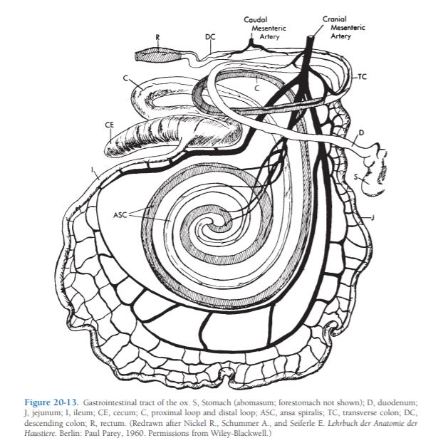 GROUP E LAB 10 (INTESTINAL SURGERY)