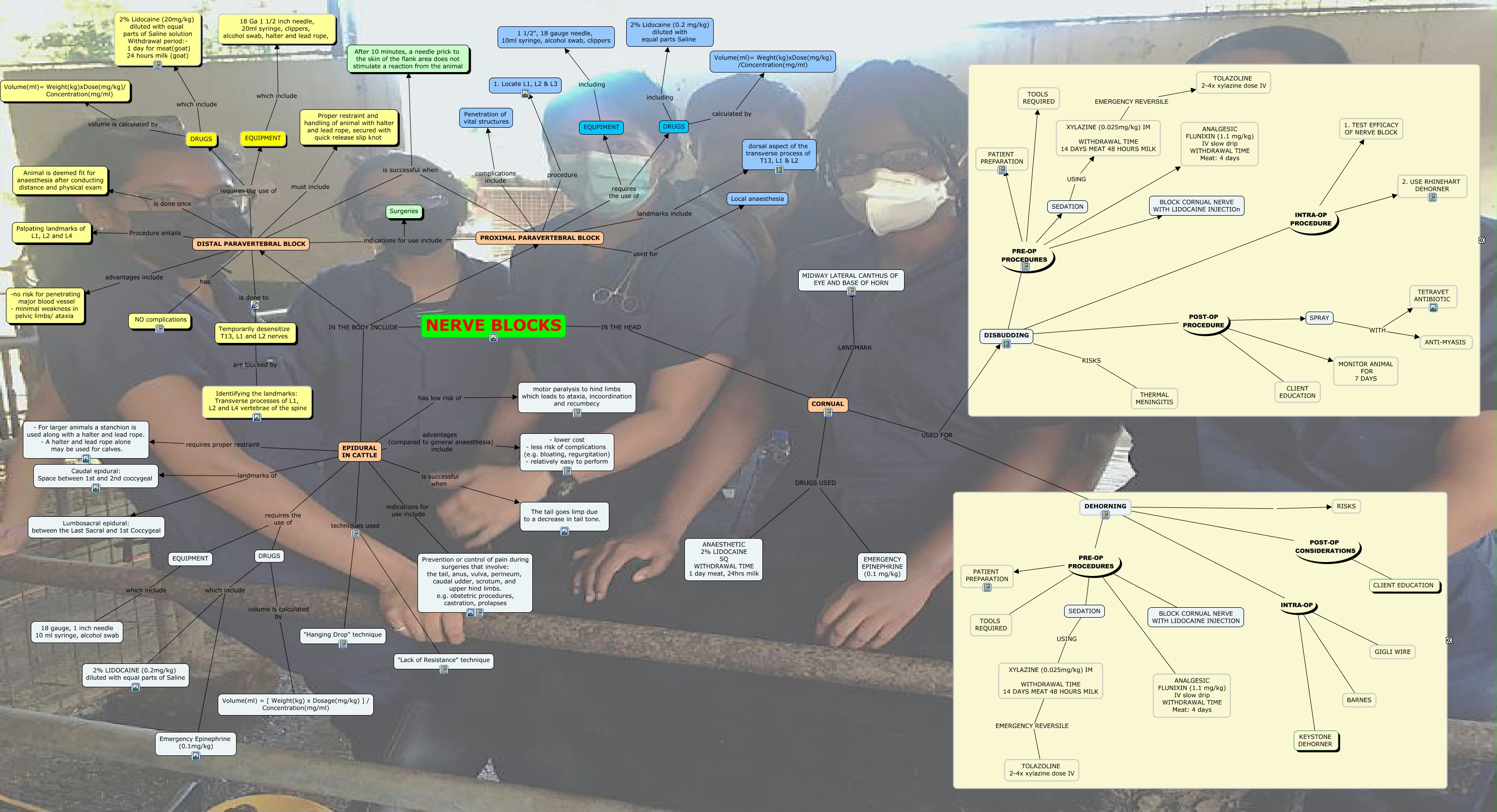 group-2-lab-2-disbudding-nerve-blocks