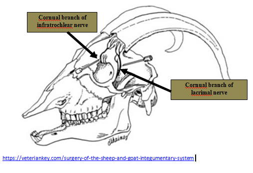 Group 3 Lab 2 Dehorning- Disbudding- Epidural- Paravertebral Block
