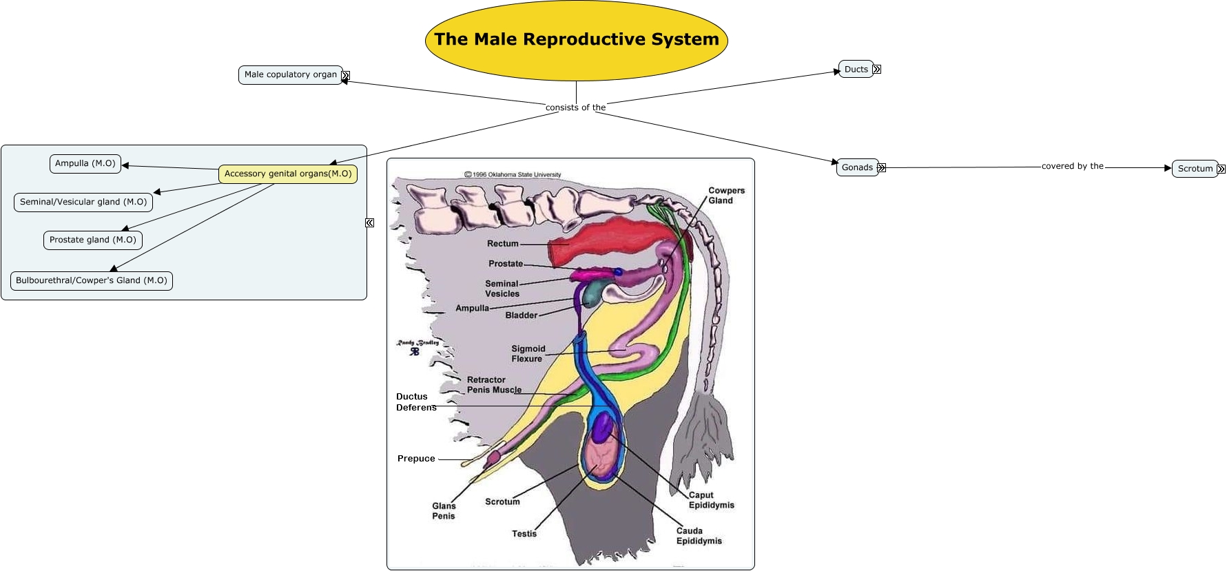 Male Reproductive System Anatomy