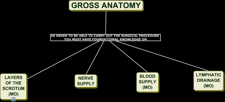 SCROTUM ANATOMY