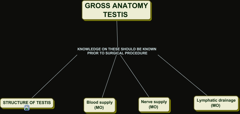 anatomy of testis