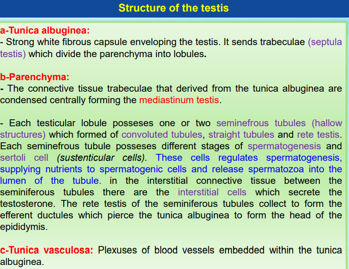 anatomy of testis