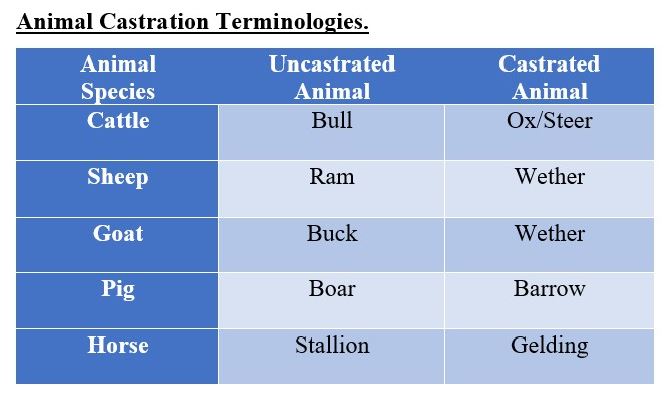 Group 5 - Lab 4 - Leo's Castration