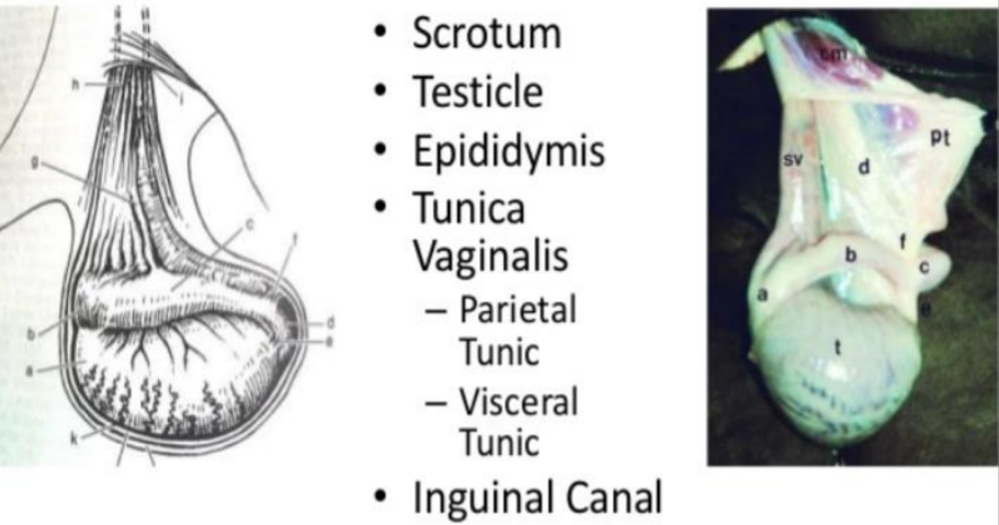 GROUP 4 LAB 4 (Castration)