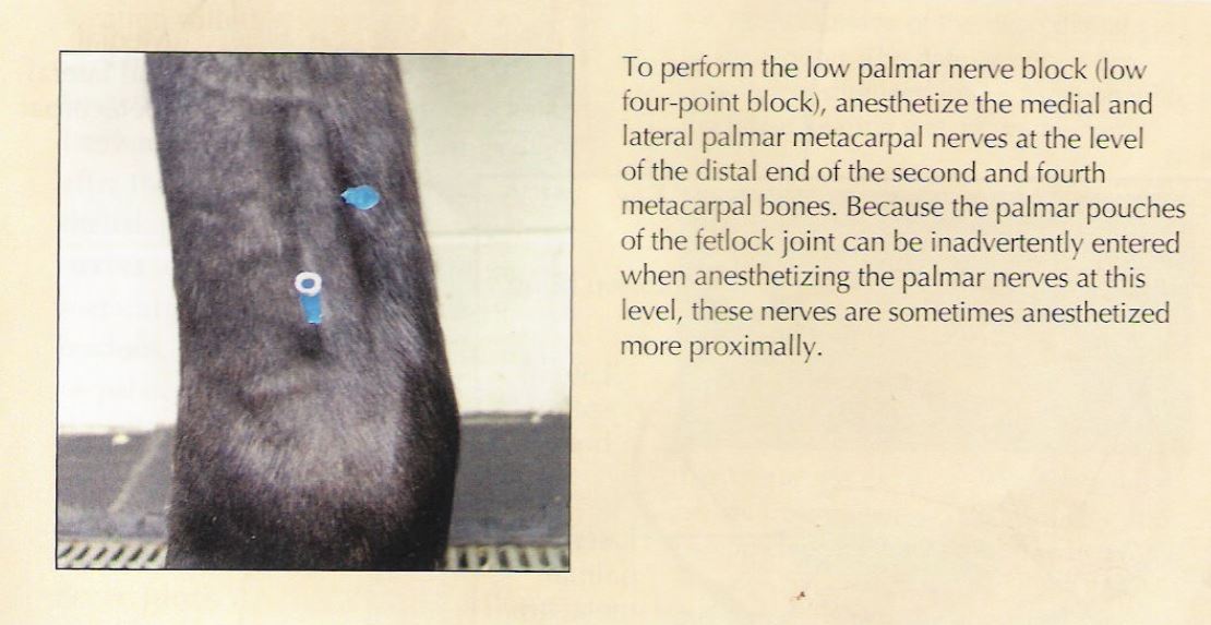 Equine Lameness