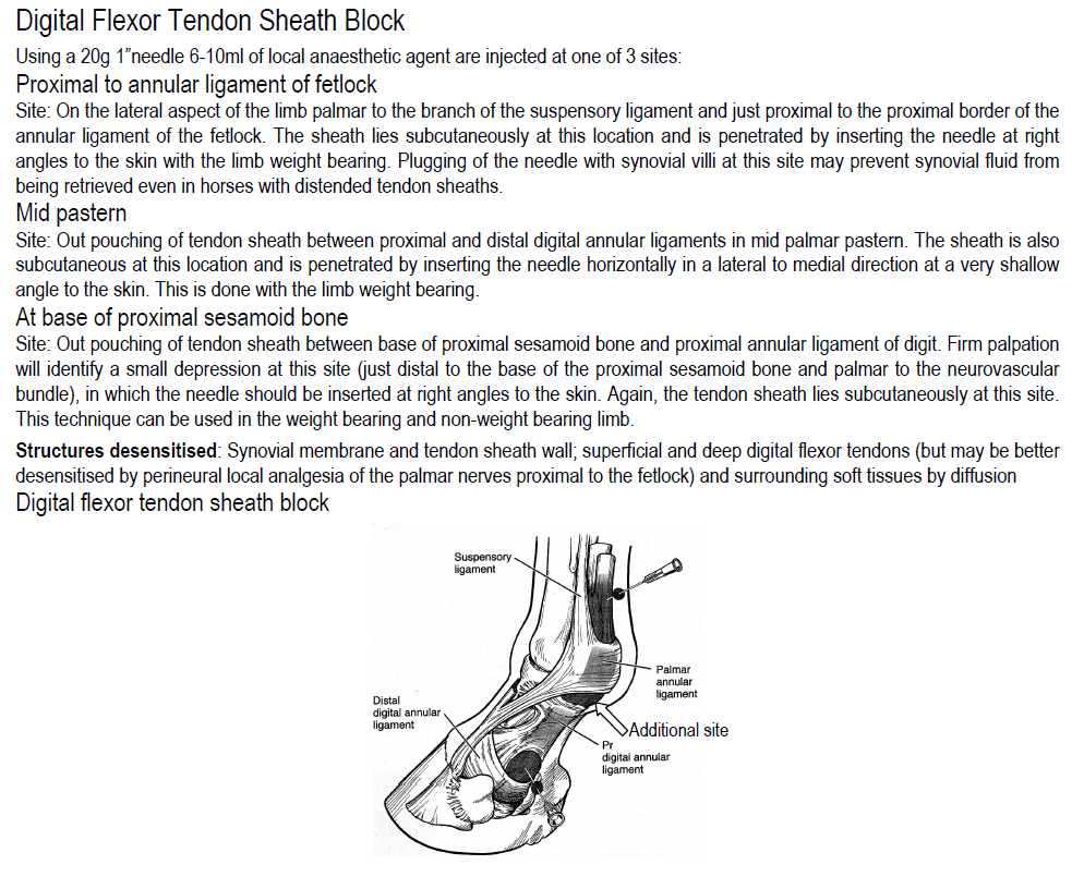 Intra-Operative Procedure to Diagnose Equine Lameness Final