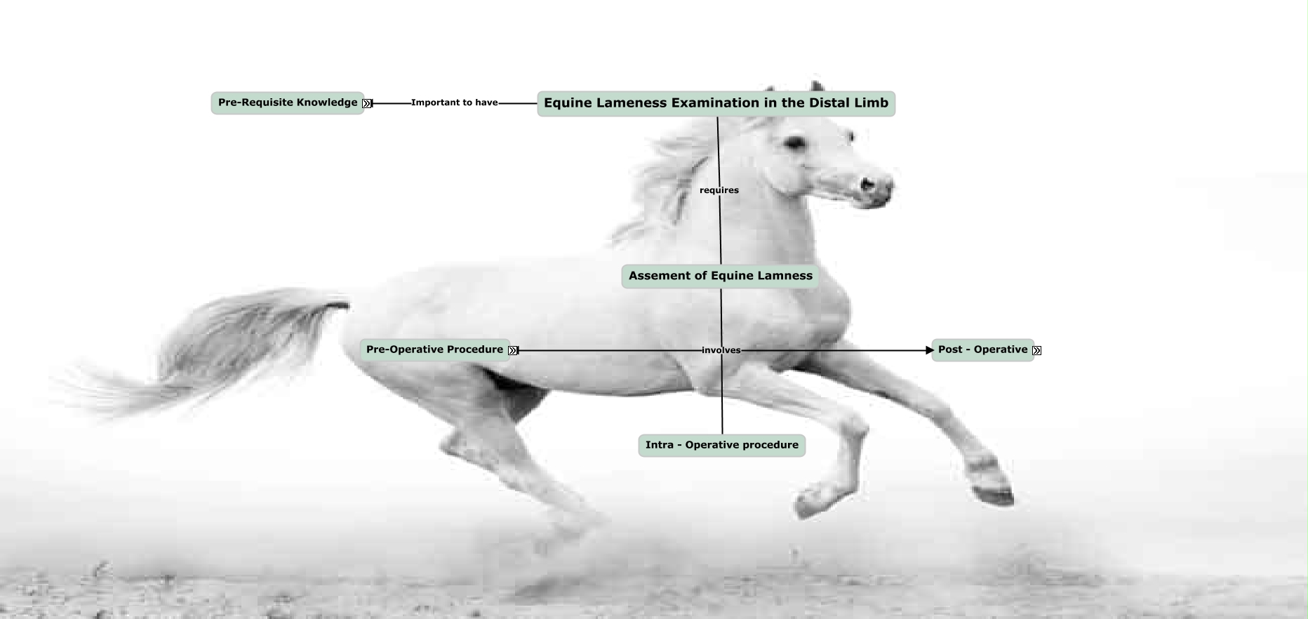 Equine Distal Limb Block Lab 1