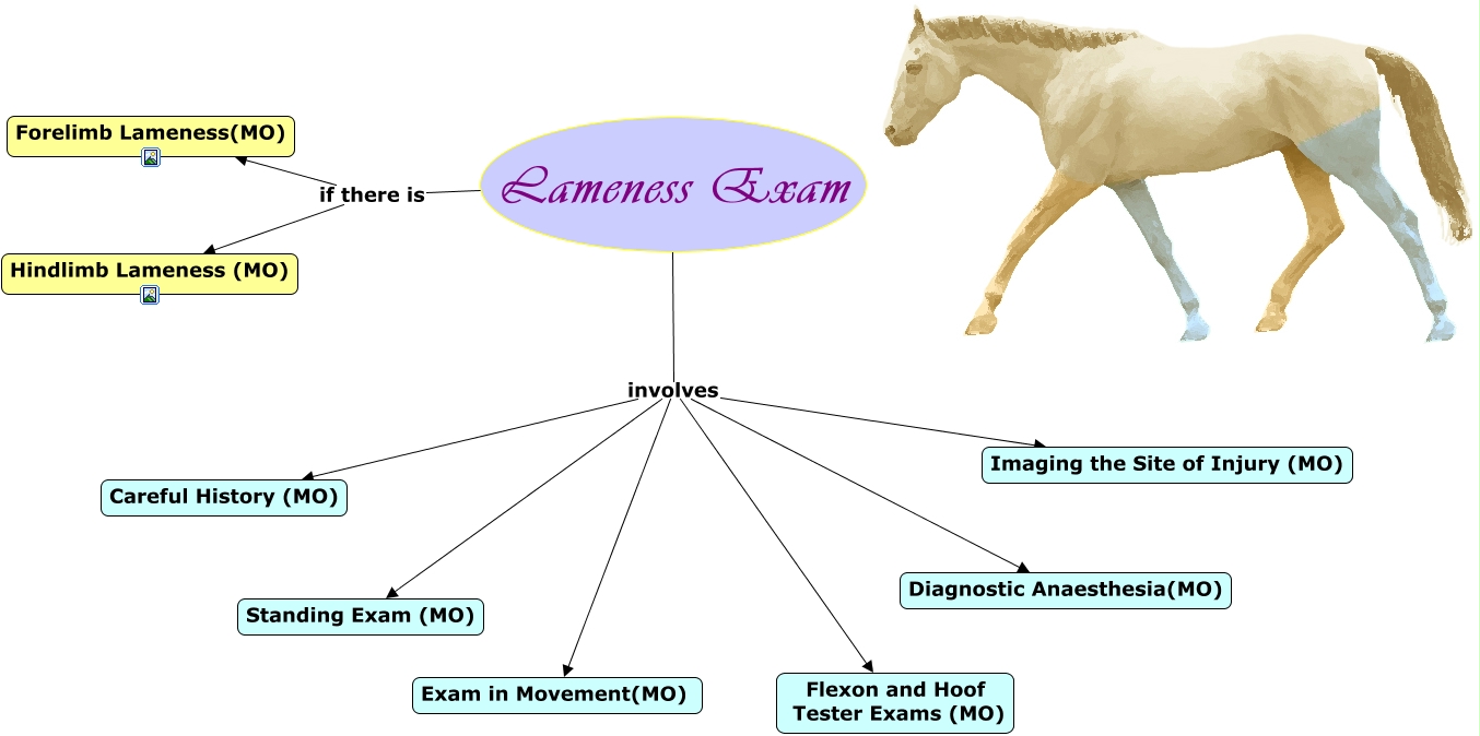 Lameness Exam