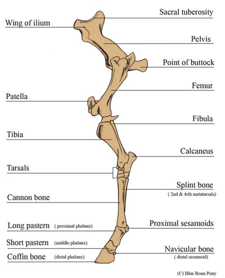 Equine Limb Anatomy