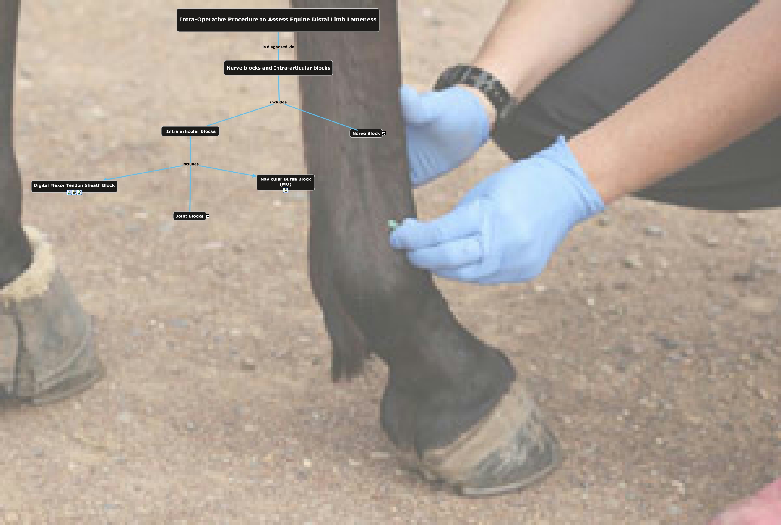 Intra-Operative Procedure to Diagnose Equine Lameness Final