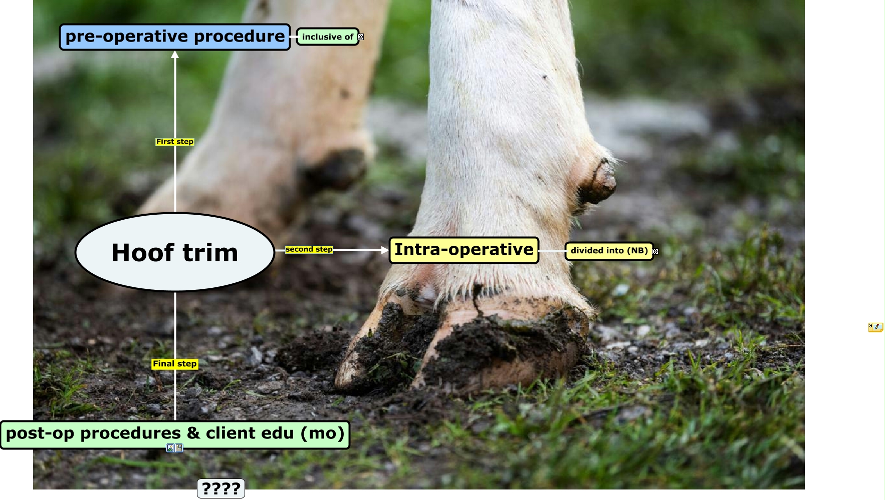 GROUP 4 LAB 6 (Hoof Trimming and Claw Surgery)