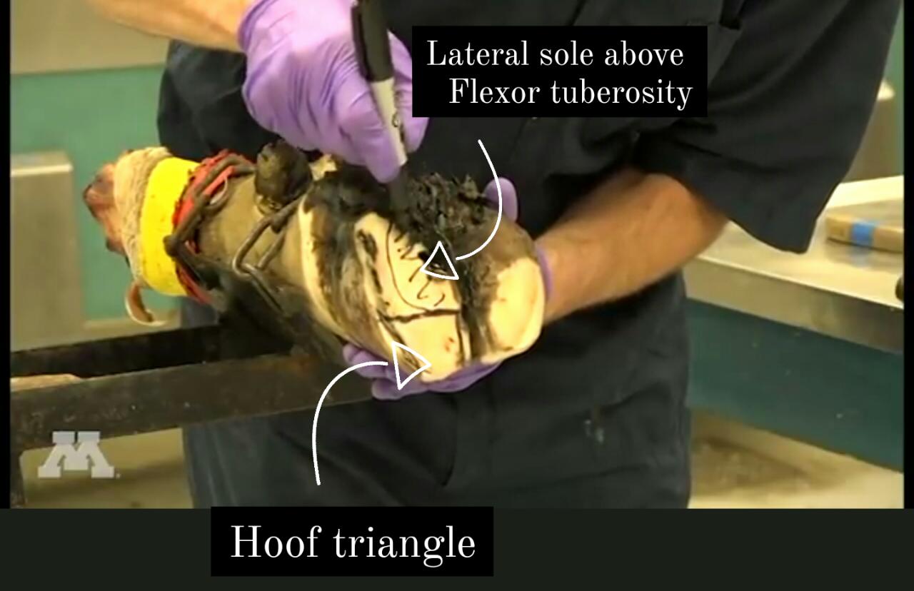 MECHANICAL HOOF TRIMMING