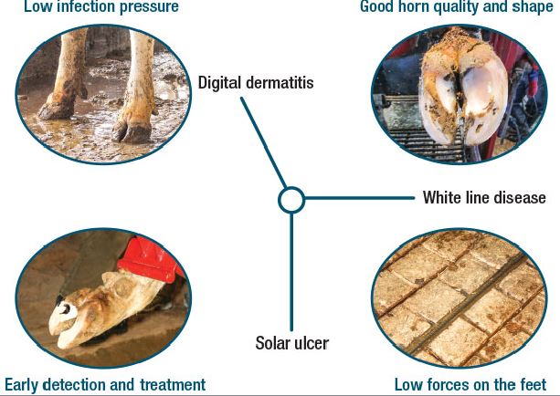 LAB 5 - HOOF TRIMMING AND DIGIT AMPUTATION- Back up