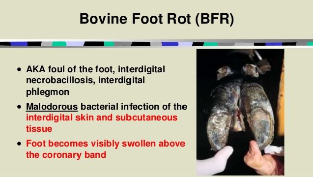 LAB 5 - HOOF TRIMMING AND DIGIT AMPUTATION- Back up