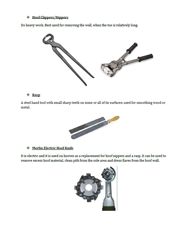 LAB 5 - HOOF TRIMMING AND DIGIT AMPUTATION- Back up