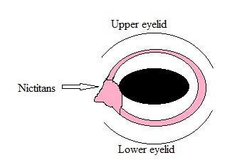 THIRD EYELID FLAP PROCEDURE