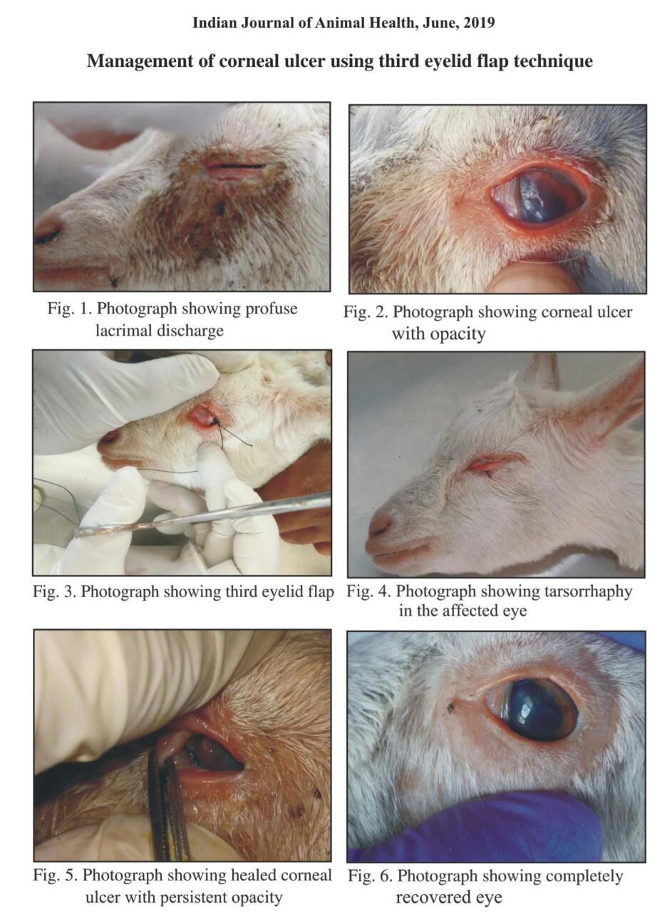 THIRD EYELID FLAP