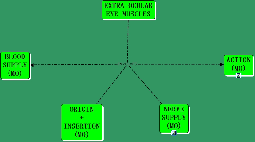 EXTRA-OCULAR EYE MUSCLES