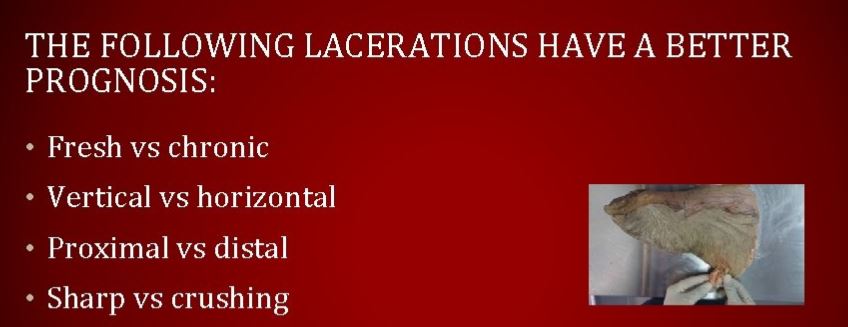 Surgical Affections and Diseases of Udder + Teat in Large Animals