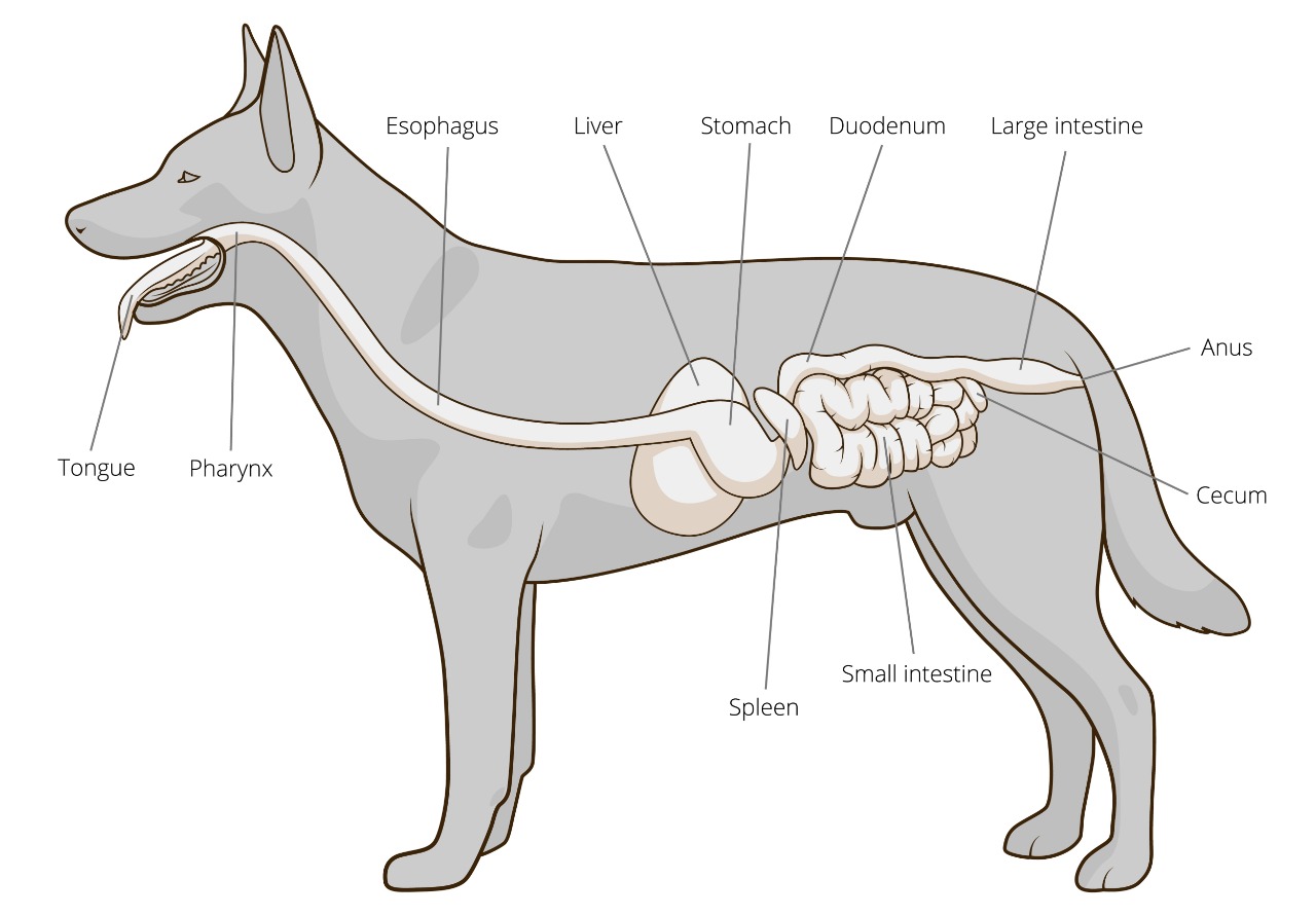 RELEVANT ANATOMY