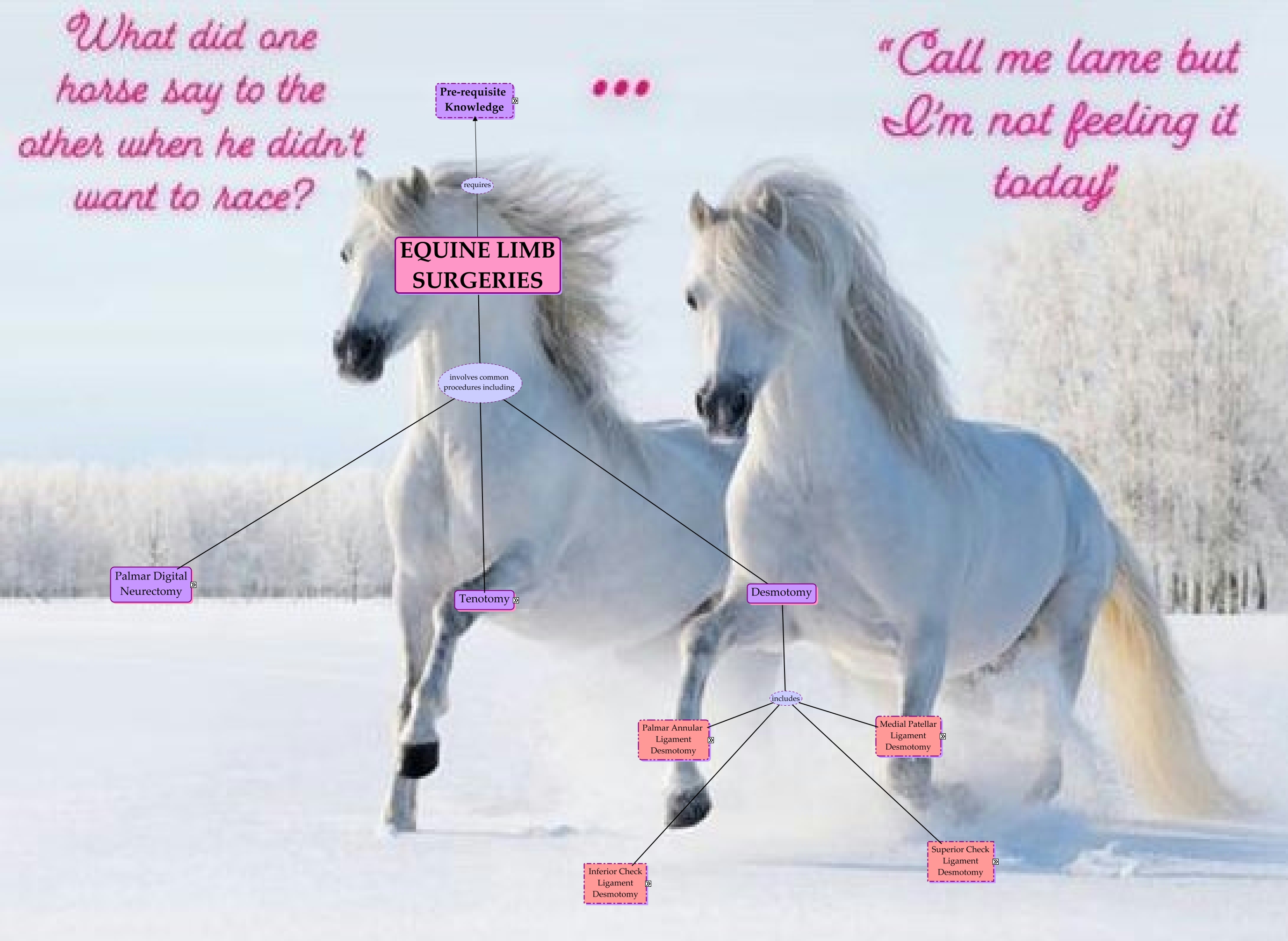 Group 2- Lab 10 - Equine Limb surgery