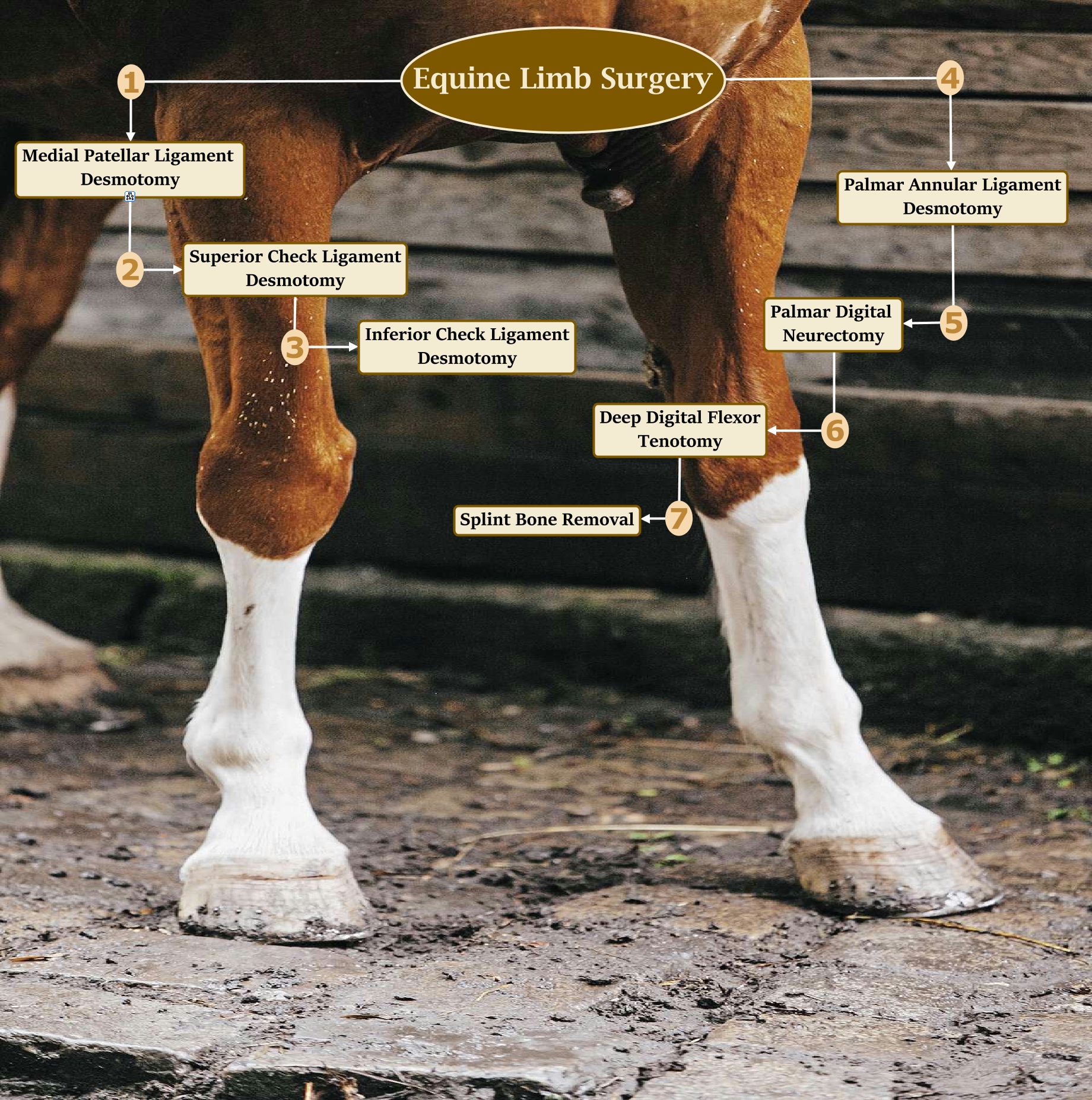 Group 3 Lab 10 ( Equine Limb Surgery) C1
