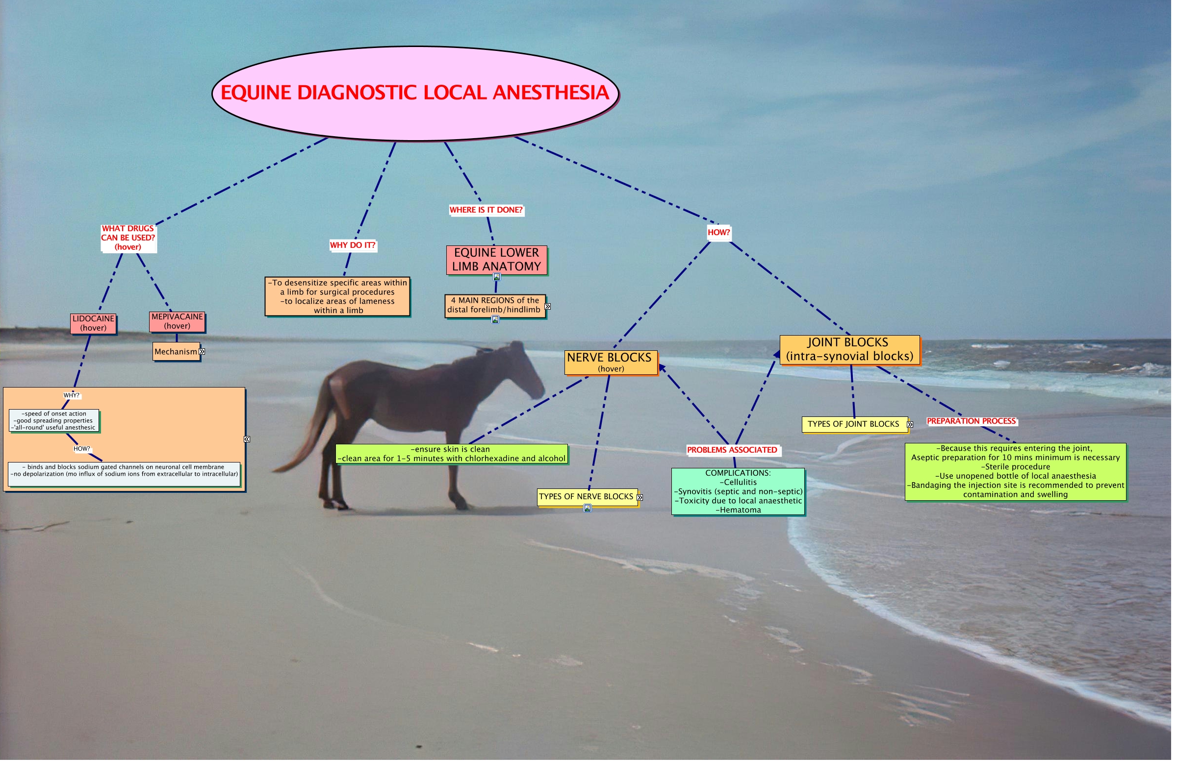 LAB 3- EQUINE DIAGNOSTIC LOCAL ANESTHESIA