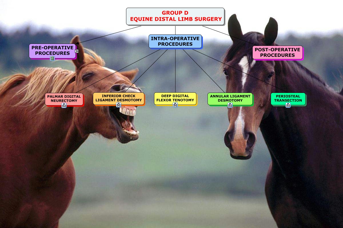 LAS GROUP D LAB 6 - EQUINE DISTAL LIMB SURGERY