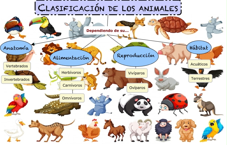 Clasificación animales