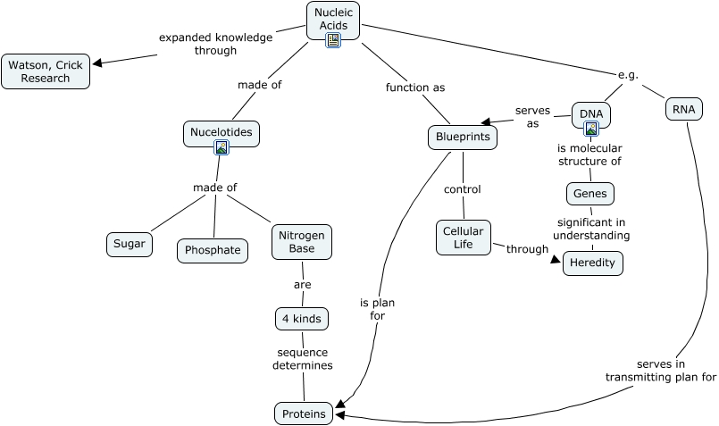 Nucleic Acids - What is the structure, function, significance of ...