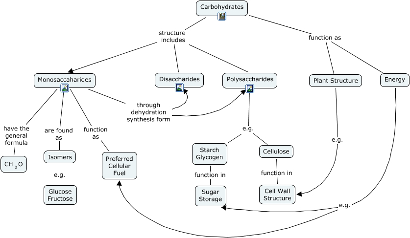 Carbohydrates - What is the structure, function, and signficance of ...